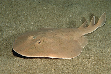 Deep Sea Bloggerhead: ATLANTIC TORPEDO RAY!!!!!!