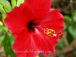 ~Satu Malaysia Menjana Transformasi~: Bunga Kebangsaan