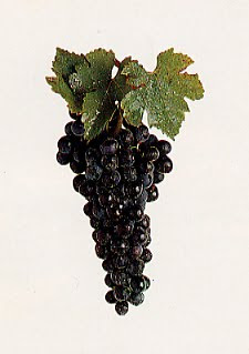 Laura's Libations - Your Everyday Sommelier: Crying Out Loud!! Weepy ...