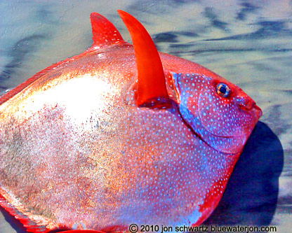 Jon Schwartz's Blog: Fishing, Big Fish Photography, and Travel: Strange ...