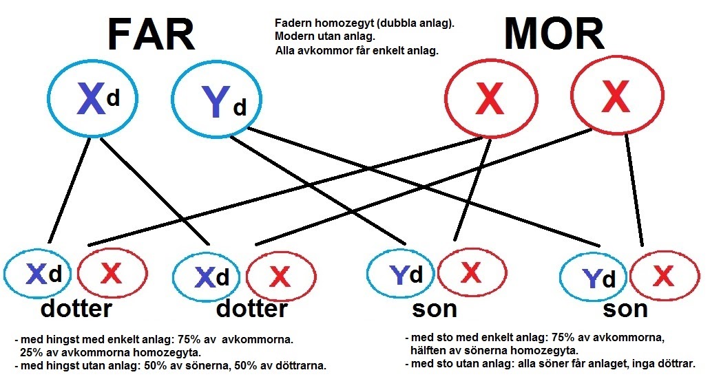 Kackas djur- och naturprat: Dominant anlag