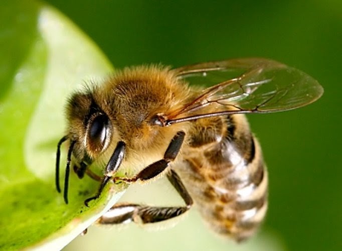 stirnwelt: Die Bienen sterben