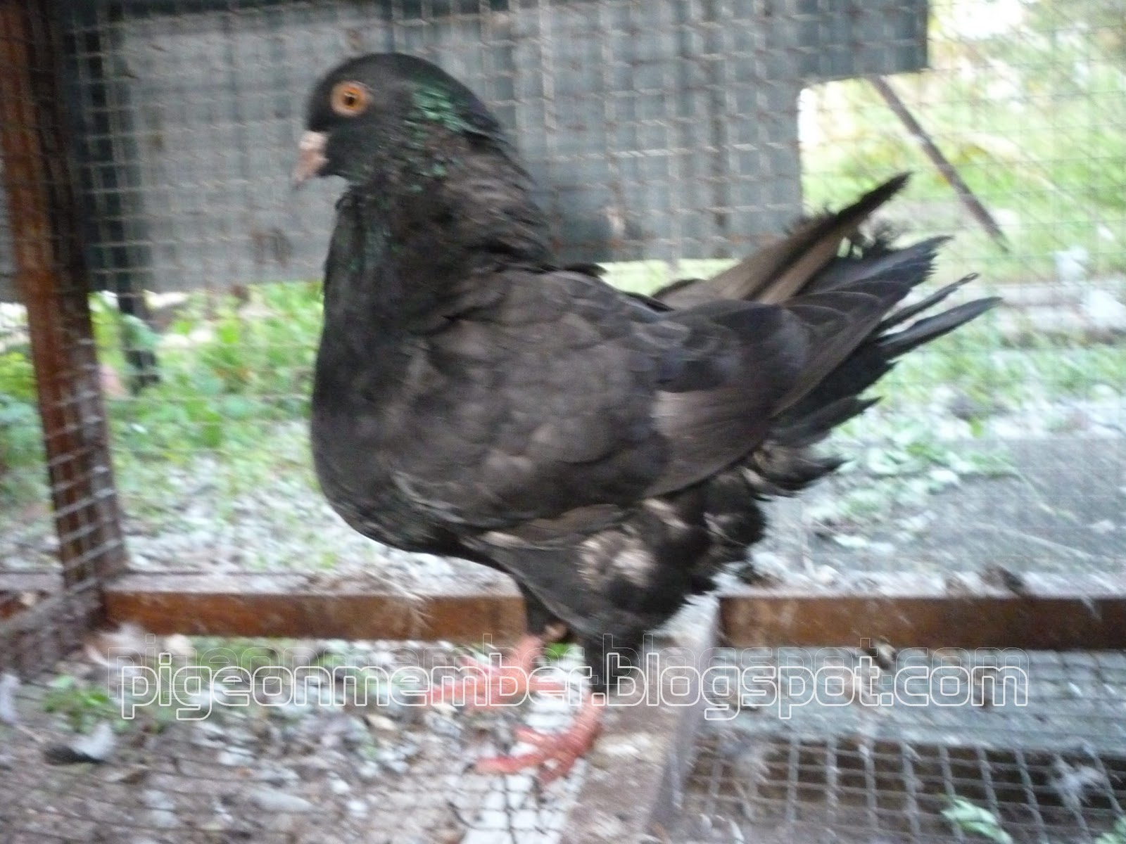 Sembang Merpati: Show king