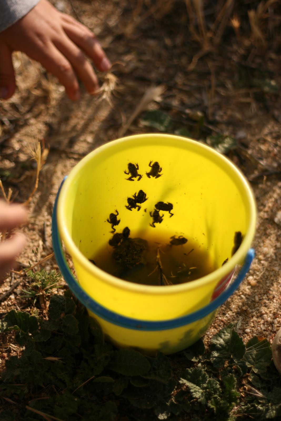 Our School House: Hop Frog Pond