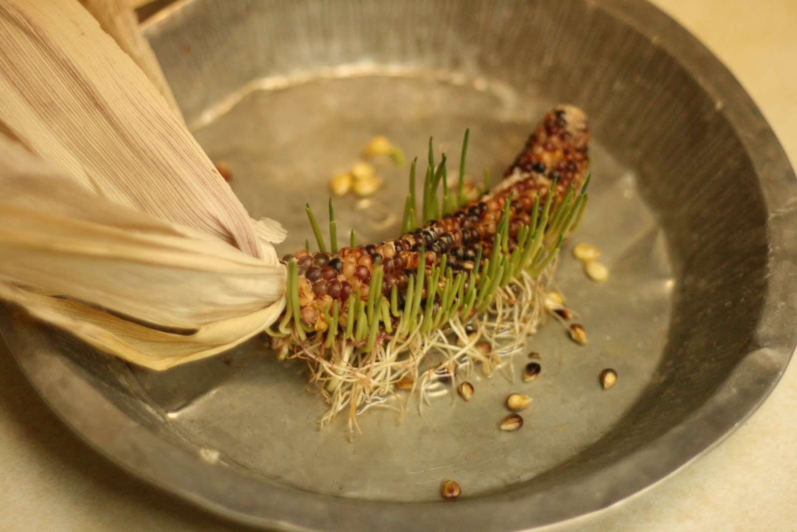 Our School House: Growing Indian Corn