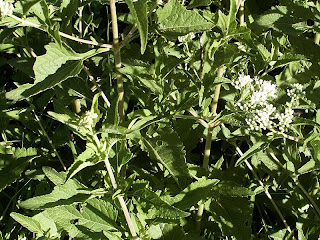 Arbustos: Mariposera - Doctorcito - Chilca de olor