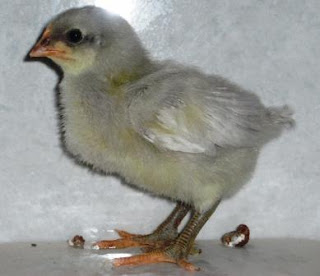 La Gallina Extremeña: La Gallina Extremeña, mi afición