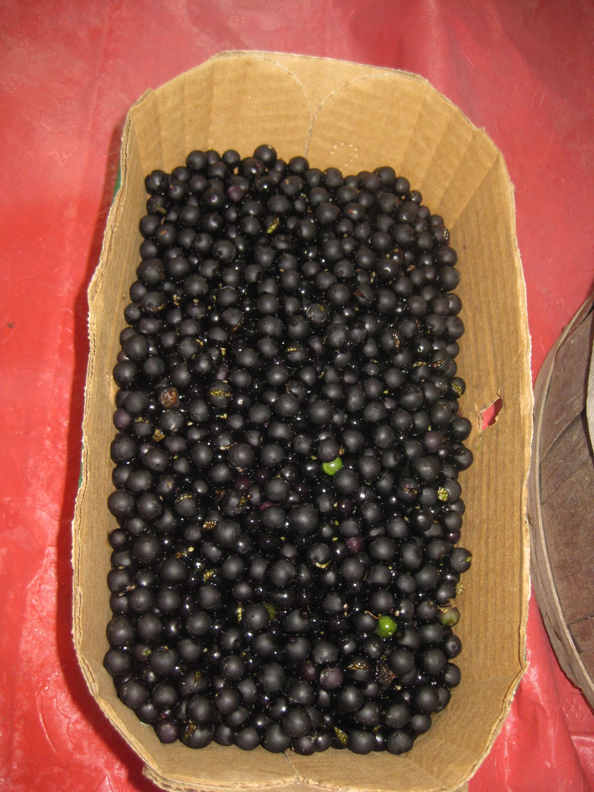 Tree and Twig Farm Blog: Sunberry (Wonderberry)