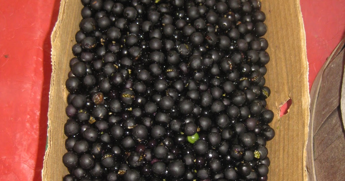 Tree and Twig Farm Blog: Sunberry (Wonderberry)