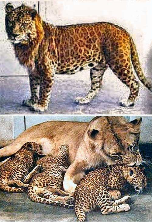 Amici-in-allegria: Leopon