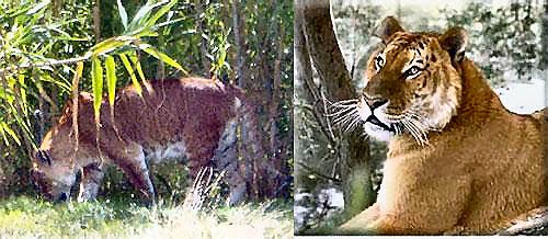 Amici-in-allegria: Tigone