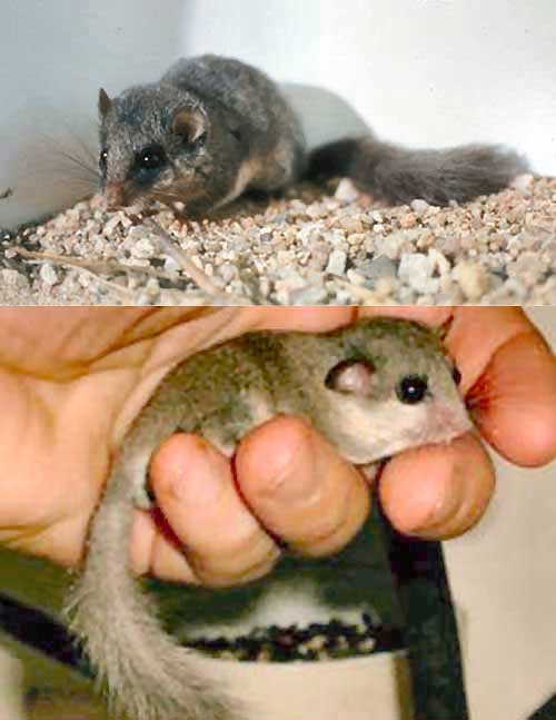 Amici-in-allegria: Minighiro africano (Graphiurus murinus)