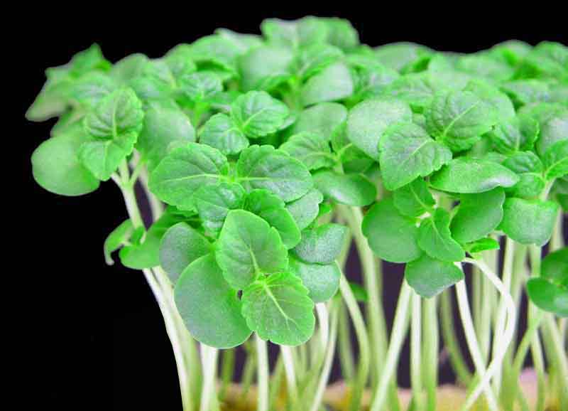 TU MISMO / The unexpected corner: * Que CRESS que es?