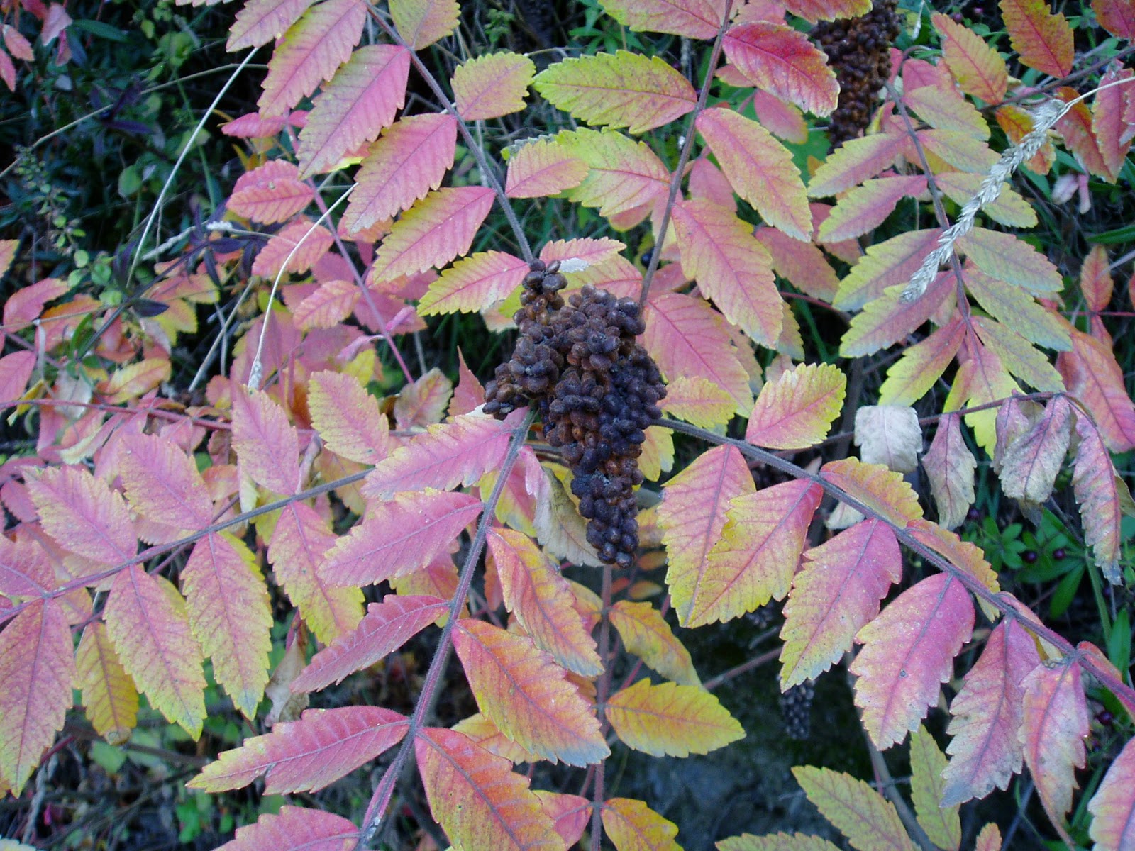 ZUMAQUE: Rhus coriaria | Plantas rioMoros