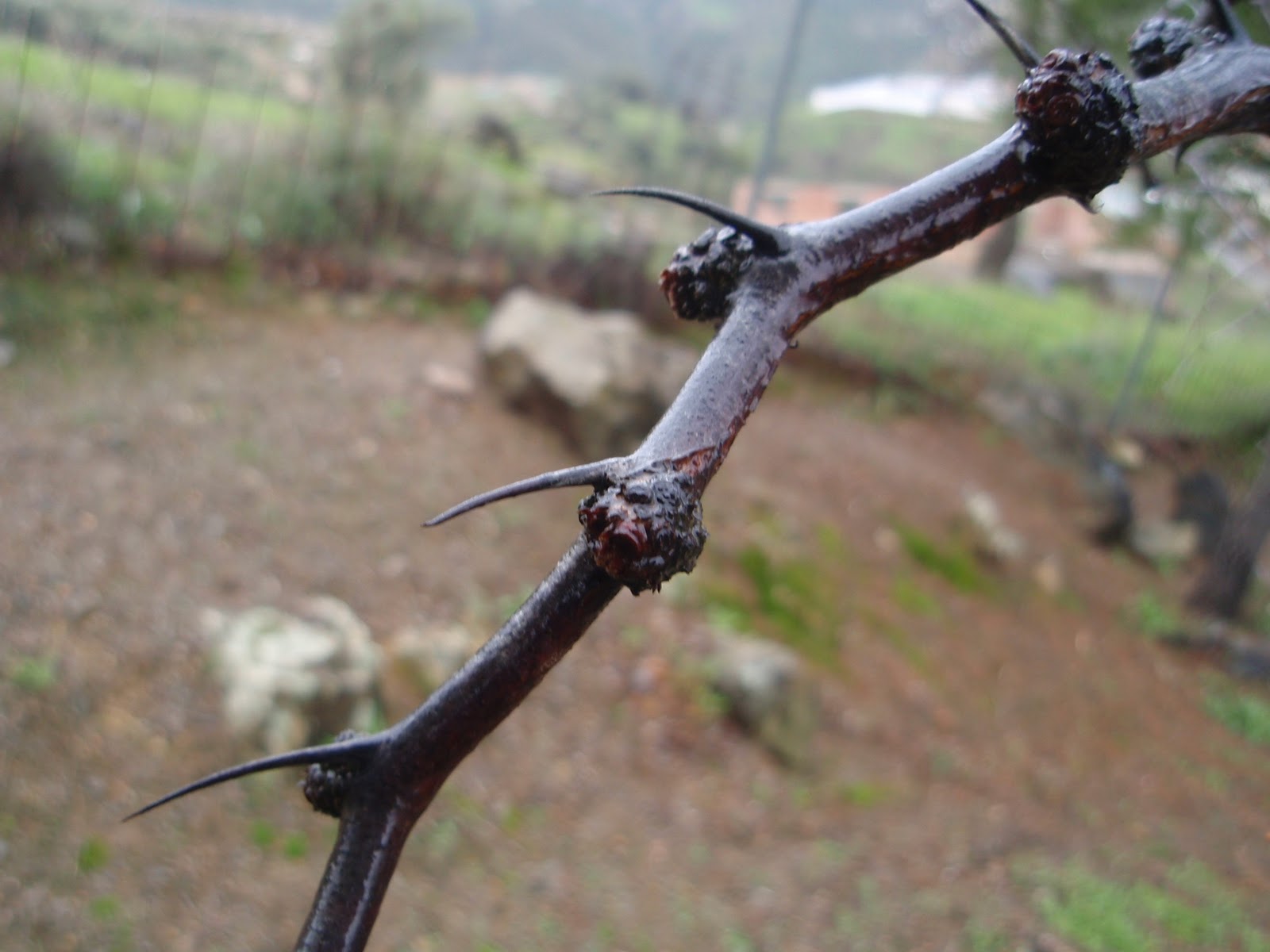 AZUFAIFO: Ziziphus jujuba | Plantas rioMoros