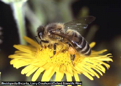 ARTROPODOS: HIMENOPTEROS