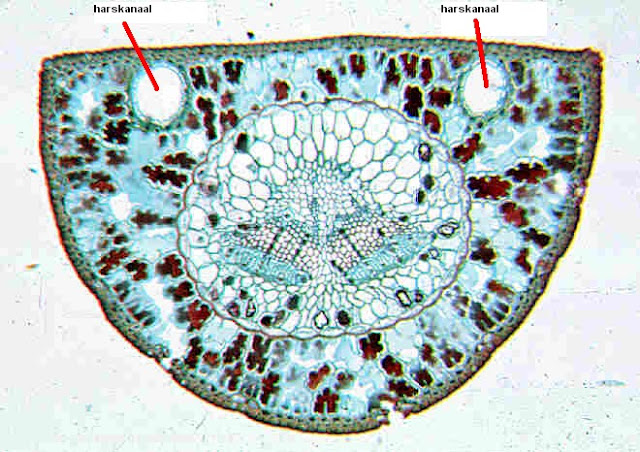distillingherbs: Secretory structures of aromatic plants