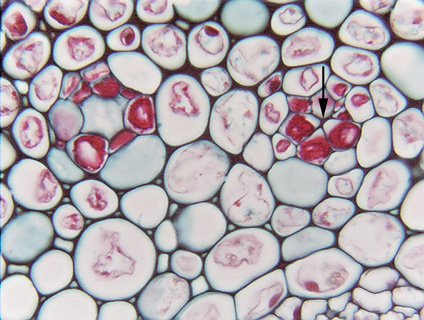 distillingherbs: Secretory structures of aromatic plants