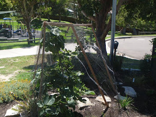 Building our beach house: bird netting for figs