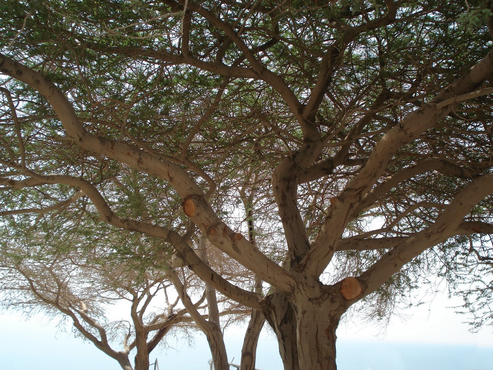 StoneGable: Sunday Scripture~ July 18, 2010