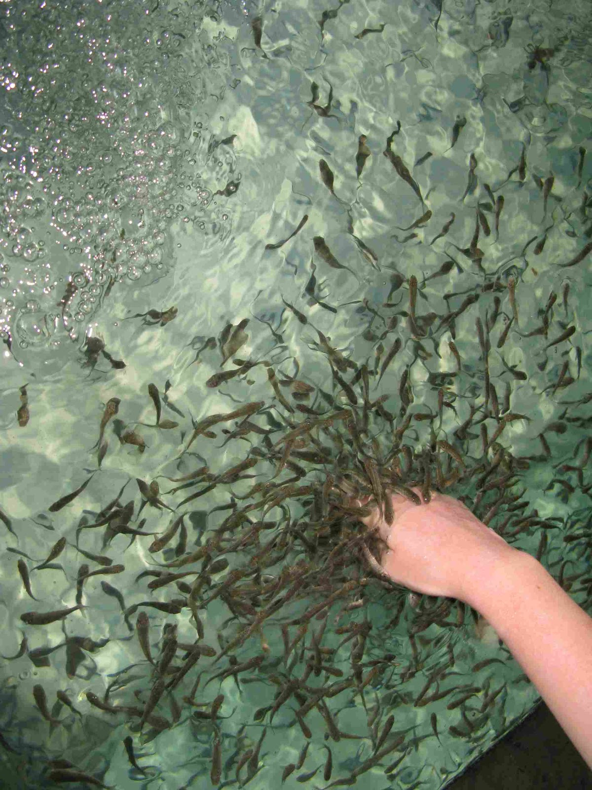 Bali / Singapore: Metaphysical, Healing or Travel!: Fish Therapy - what ...