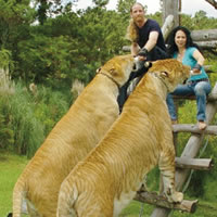 ligers