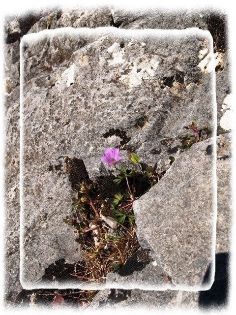 La Flora en la Sierra de Cazorla: FotosFlora Cazorla 2