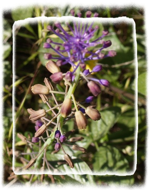 La Flora en la Sierra de Cazorla: FotosFlora Cazorla 2