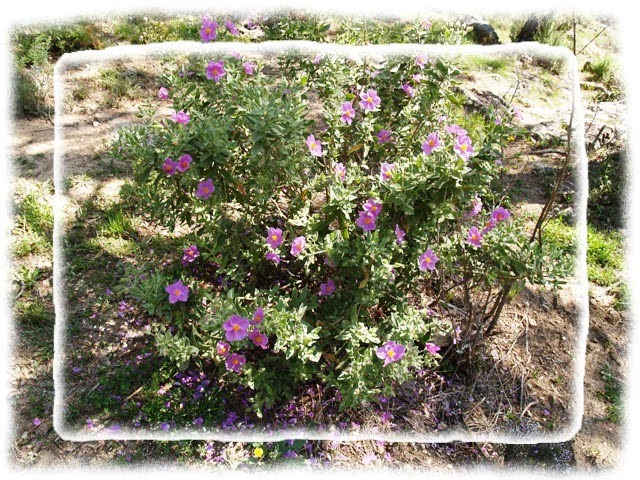La Flora en la Sierra de Cazorla: FotosFlora Cazorla 2