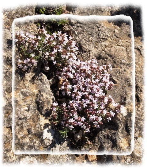 La Flora en la Sierra de Cazorla: FotosFlora Cazorla 2