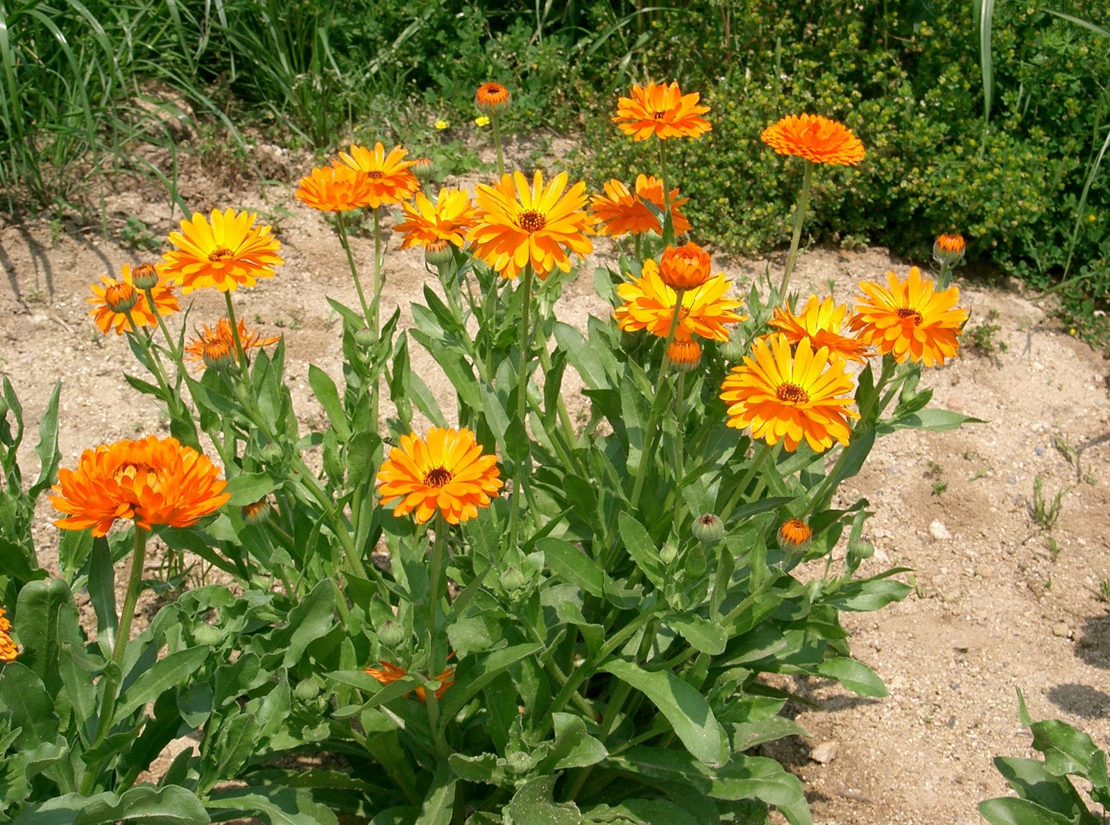 Leacuri din batrani: GALBENELE (Calendula officinalis)