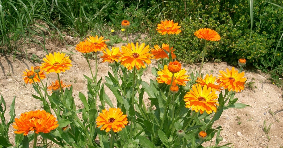 Leacuri din batrani: GALBENELE (Calendula officinalis)