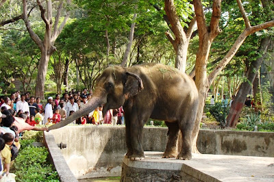 PAWS-Mumbai Photographs: PAWS-Mumbai visited Veermata Jijabai Bhonsle ...