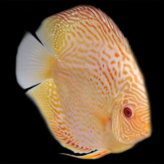 fish,tips,tricks,diy,investment,cichlids,computer,technology: May 2010