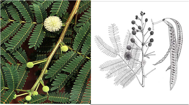 46+ Gambar Tanaman Lamtoro Kekinian - Informasi Seputar Tanaman Hias