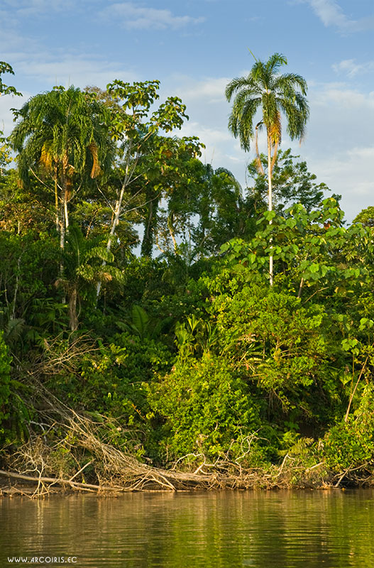 Los bosques primarios: :: Qué es un bosque primario