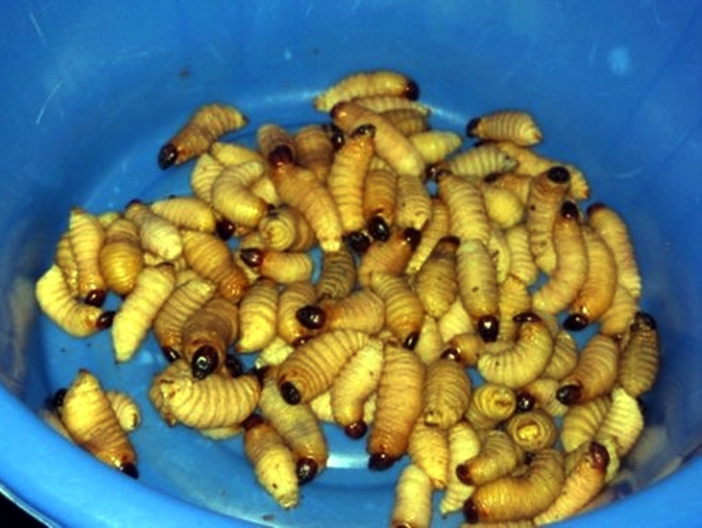 Makanan Masyarakat Melanau: home