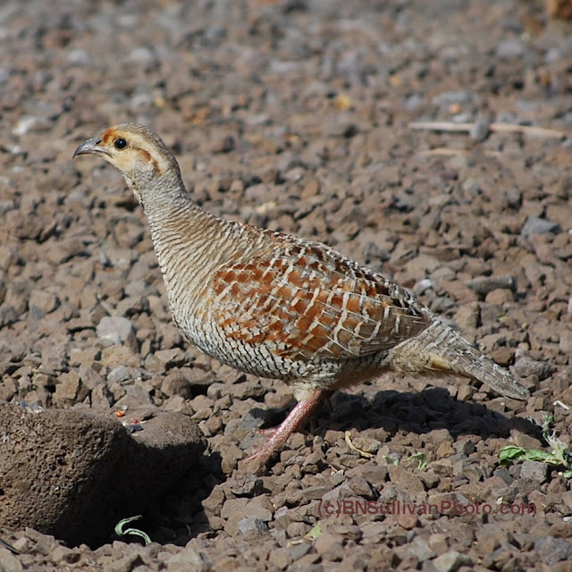 B N Sullivan Photography: Gray Francolin