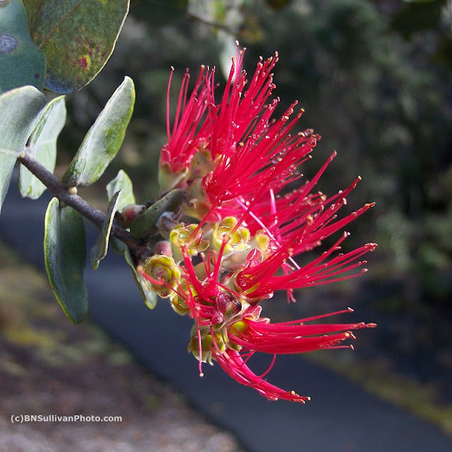 B N Sullivan Photography: Red 'Ohi'a Lehua (Metrosideros polymorpha)