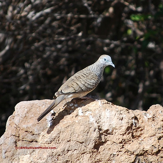 B N Sullivan Photography: Zebra Dove (Geopelia striata)