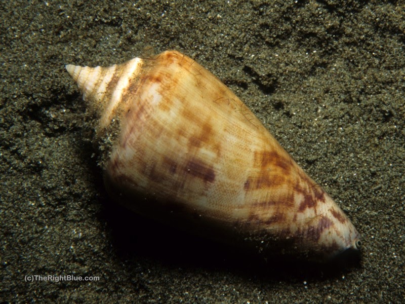 The Right Blue: Collecting Cone Shells: Special Handling Required
