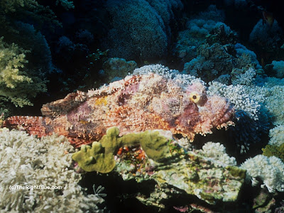The Right Blue: Oh, Baby! A juvenile Scorpionfish