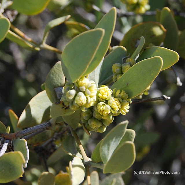 B N Sullivan Photography: Jojoba flowers
