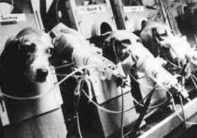 Coletivo VIDA: Você sabe o que é LD50?