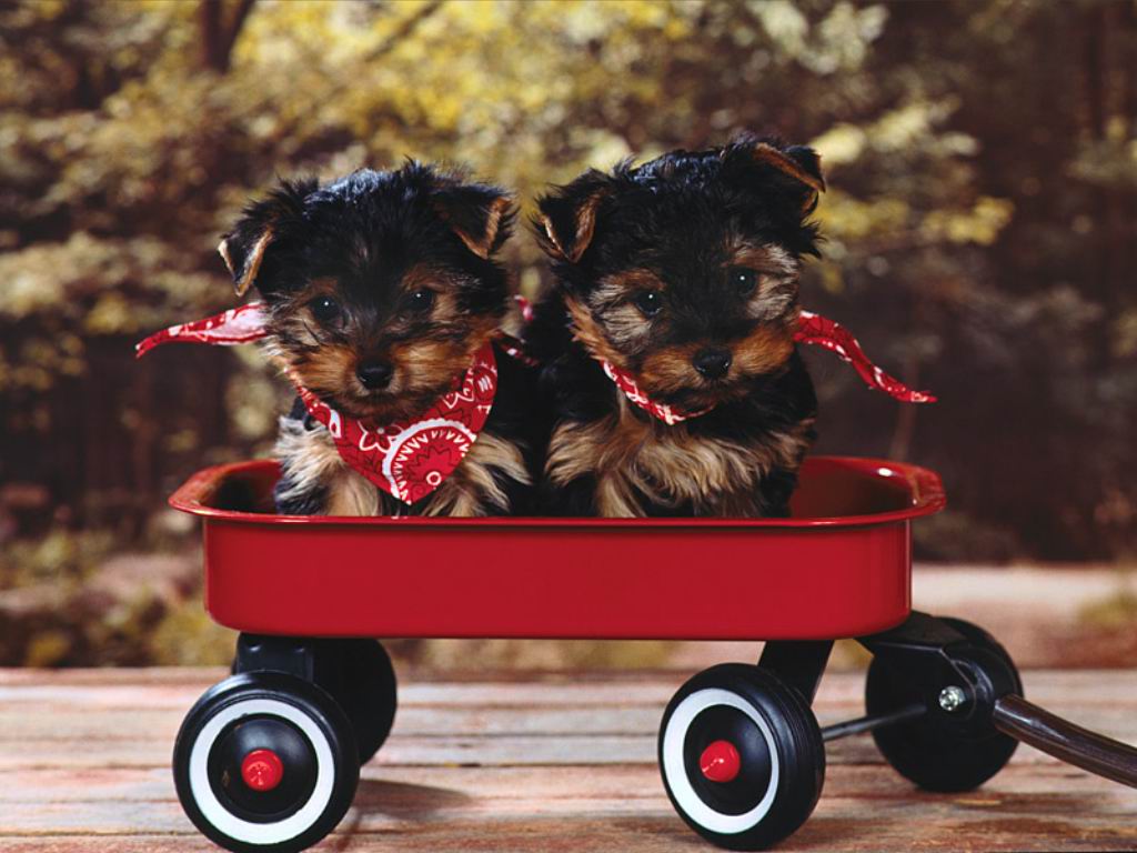 Free Wallpapers: Cute Puppies ,Cutie Dogies Wallpapers