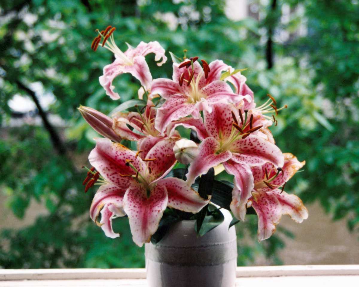 Free Wallpapers: Flower Bokays and Beautiful Gardens