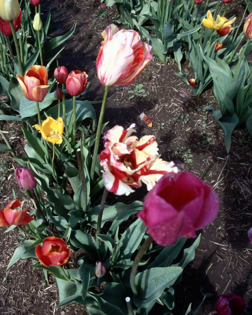 Free Wallpapers: Flower Bokays and Beautiful Gardens