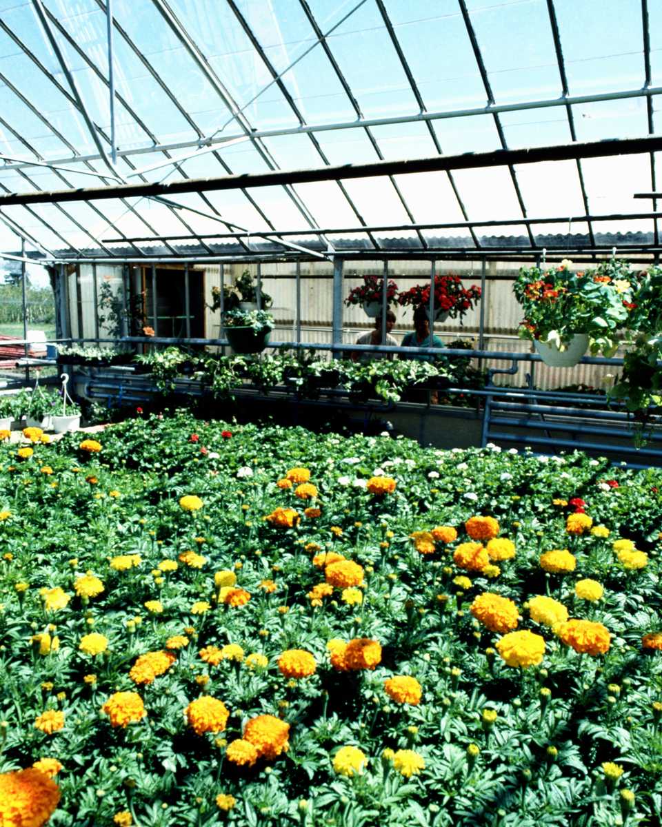 Free Wallpapers: Flower Bokays and Beautiful Gardens