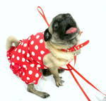 Dog of the Week: A pug named Puggit!