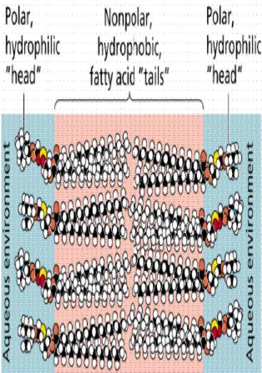 TooSogiE Lipid-Diagnostic: LIPIDS (FAT AND PHOSPHOLIPID) STUCTURE